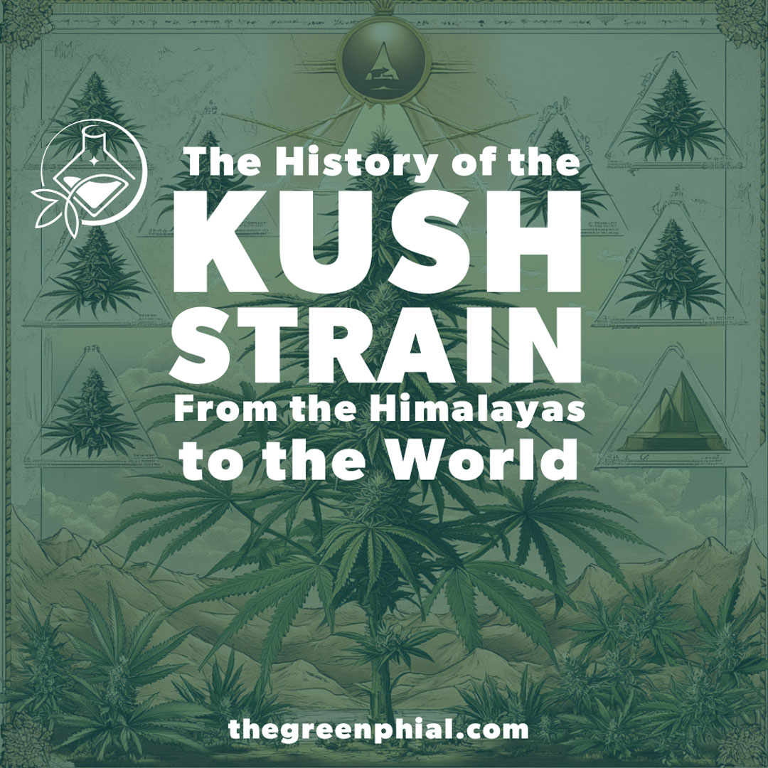 The History of the Kush Strain Himalayas to the World